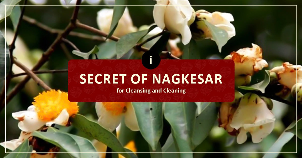 Nagakesar For Cleansing & Cleaning| Nagakesar For Skin Whitening